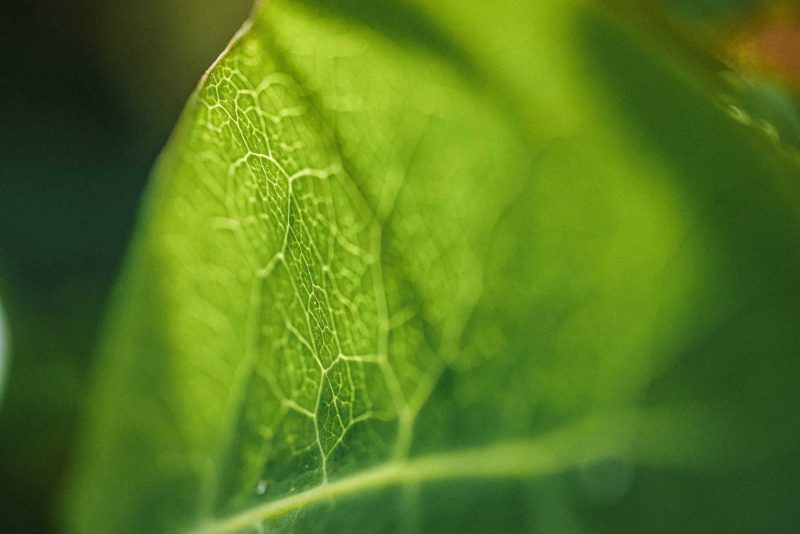 GREENART Project - About Us